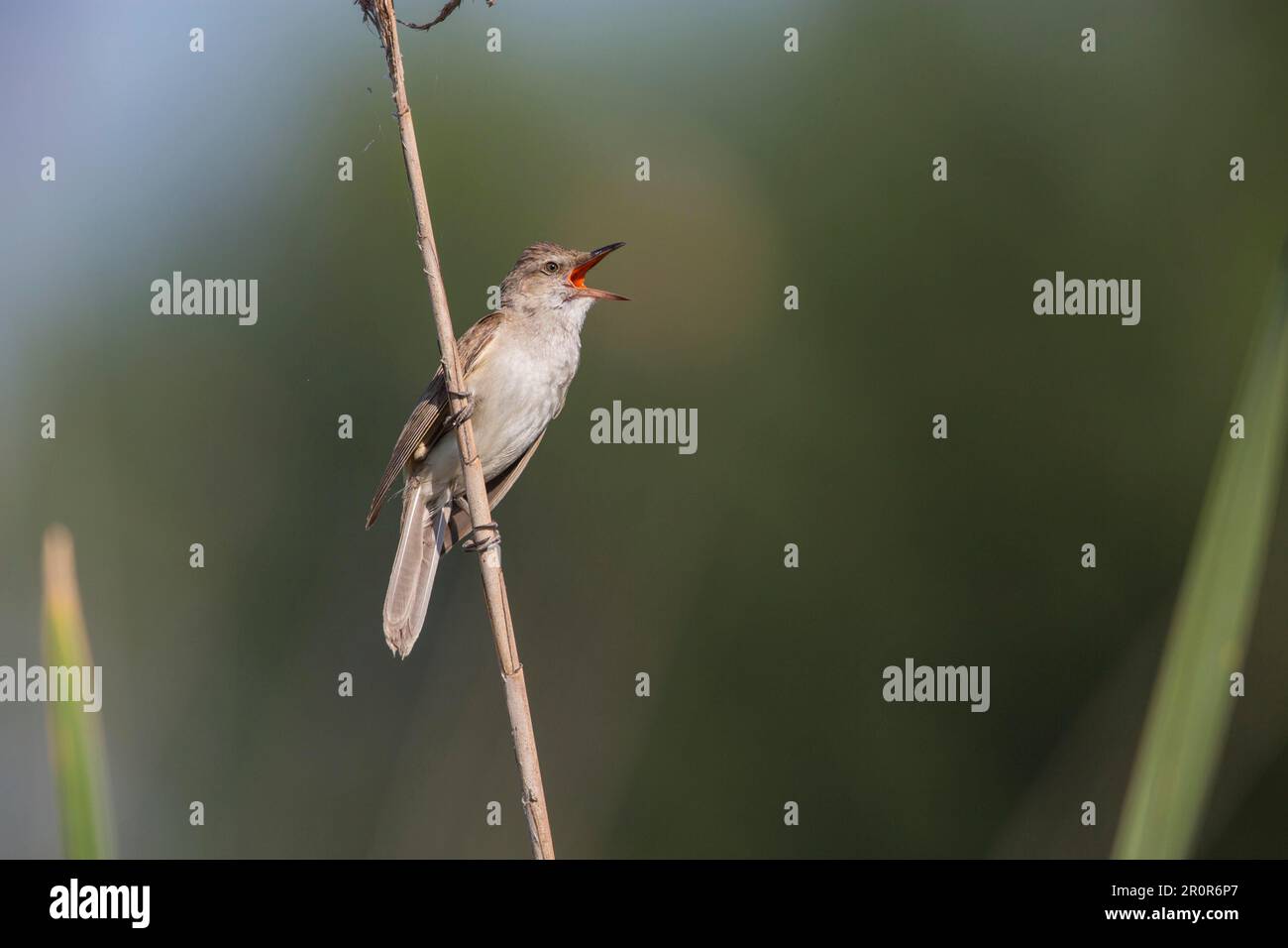 Great Reed Warbler (Acrocephalus arundinaceus), Greece Stock Photo - Alamy