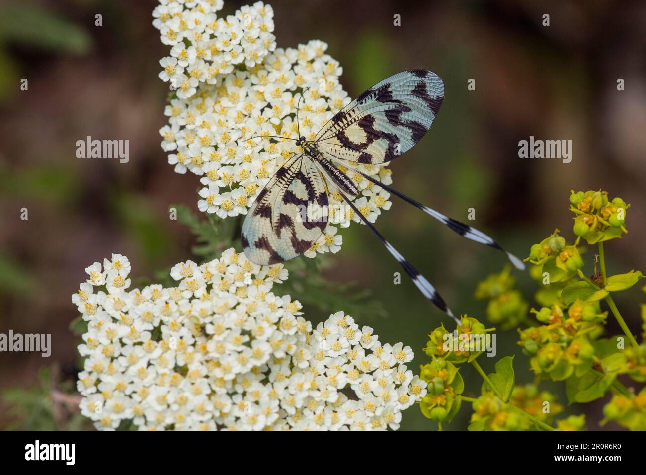 Nemoptera hi-res stock photography and images - Alamy