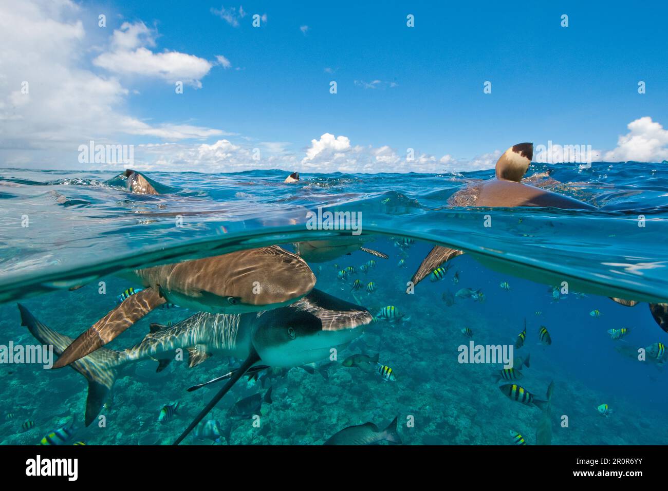 Grey reef shark (Carcharhinus amblyrhynchos), Pacific, Indian Ocean ...