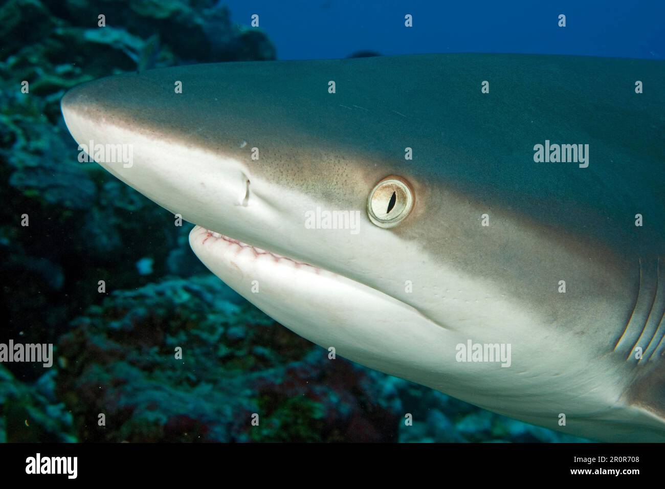 Grey reef shark (Carcharhinus amblyrhynchos), Pacific Ocean, Indian ...