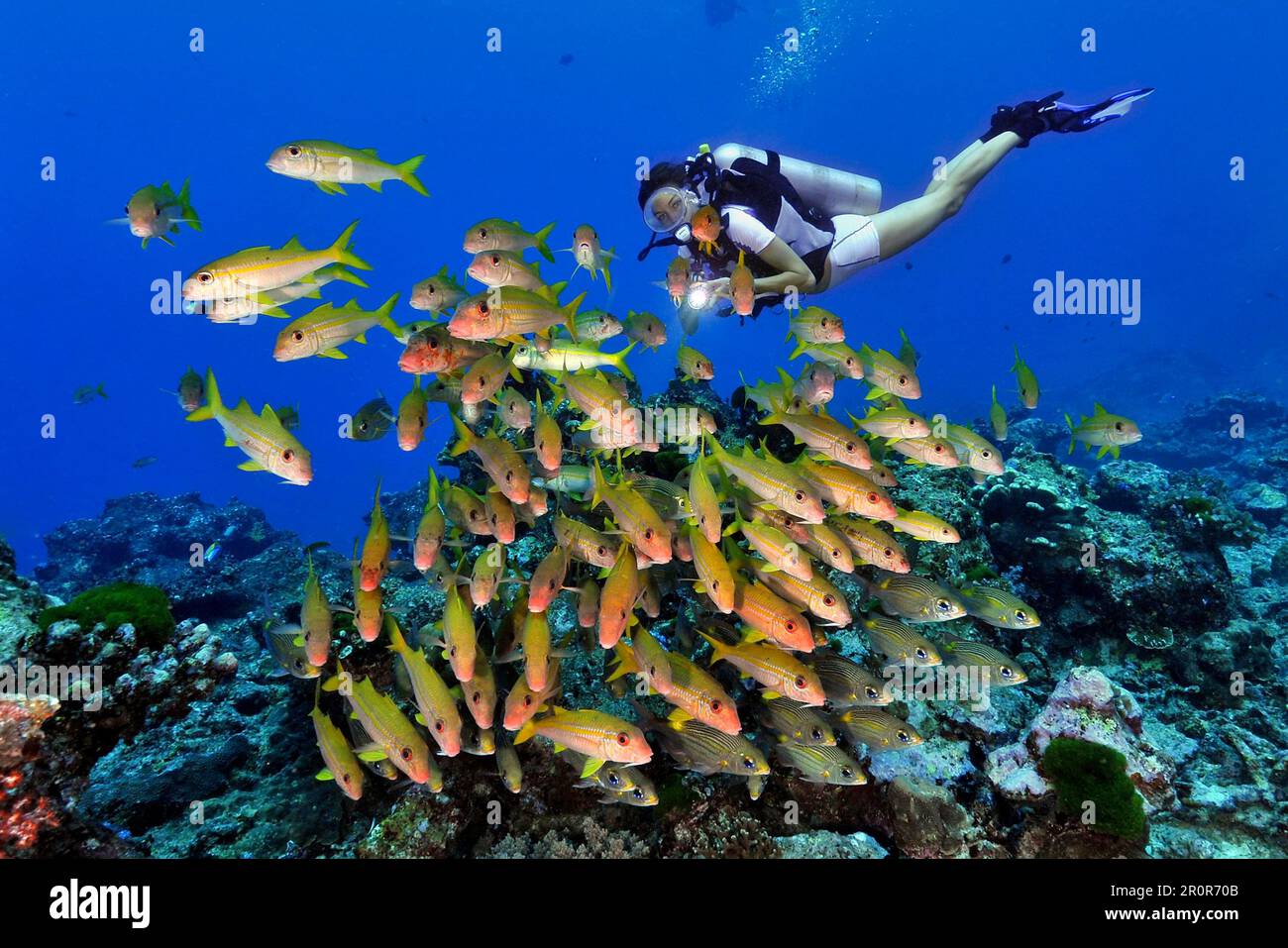 Indian goatfish hi-res stock photography and images - Alamy
