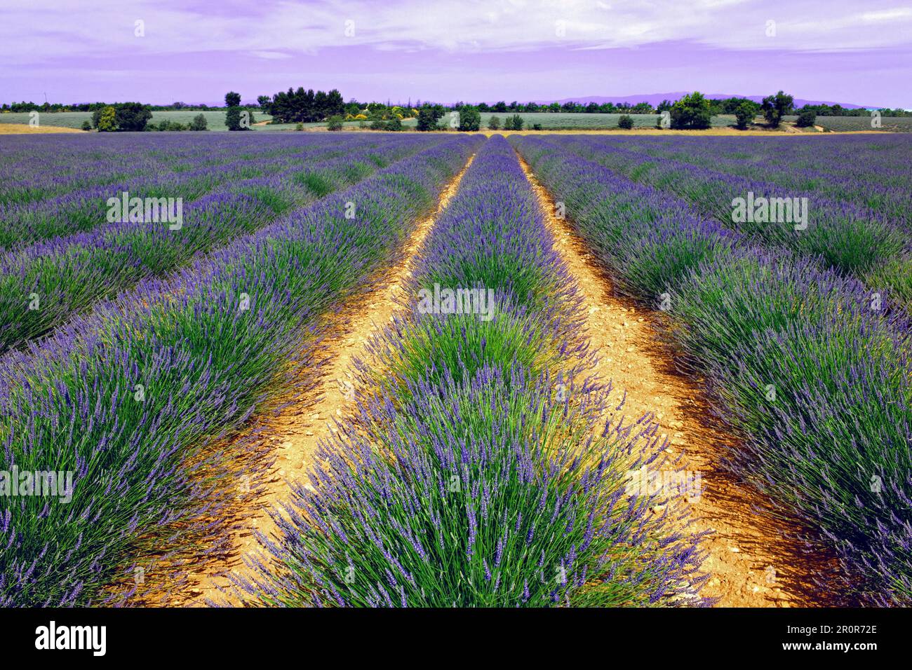 Lavender field, lavender bush, true common lavender (Lavandula ...