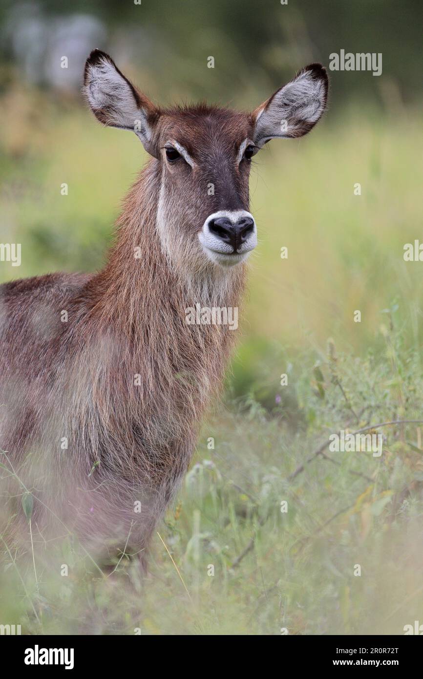 Savannah, Serengeti, Common Ellipsen waterbuck (Kobus ellipsiprymnus ...