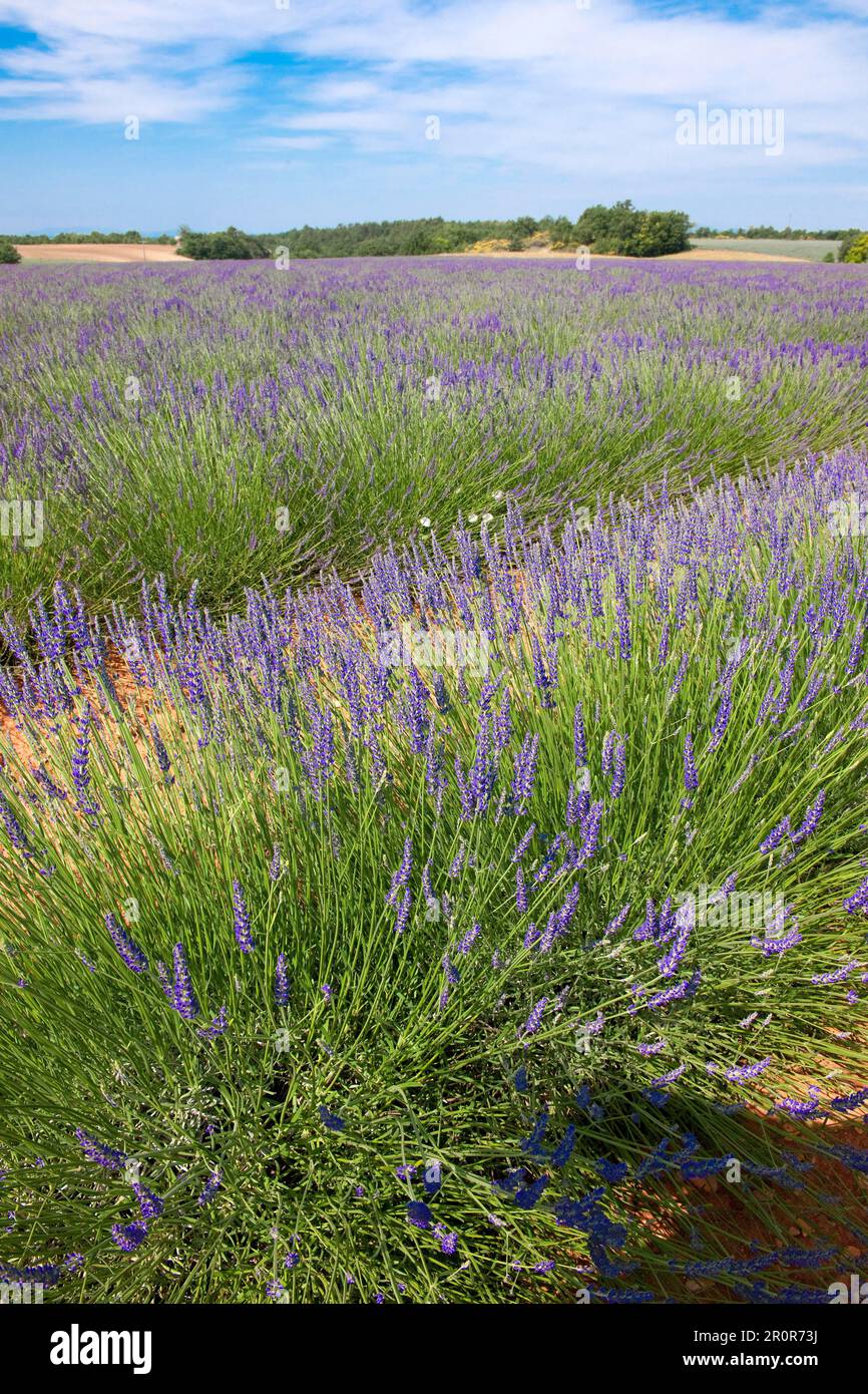 Lavender field, lavender bush, true common lavender (Lavandula ...