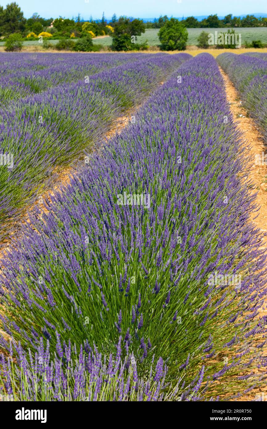 Lavender field, lavender bush, true common lavender (Lavandula ...