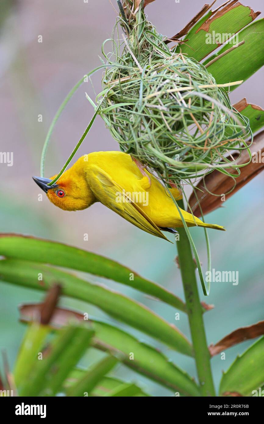 Eastern Golden Weaver (Ploceus subaureus), Zanzibar, Tanzania Stock ...
