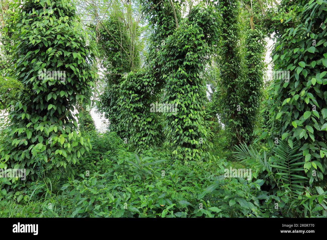 Pepper, pepper bush (Piper nigrum) Zanzibar, Tanzania Stock Photo - Alamy