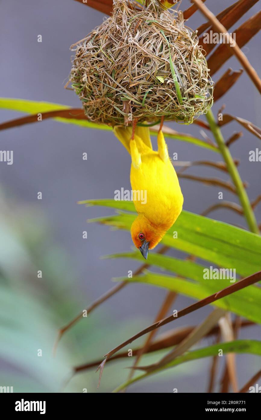 Eastern Golden Weaver (Ploceus subaureus), Zanzibar, Tanzania Stock ...
