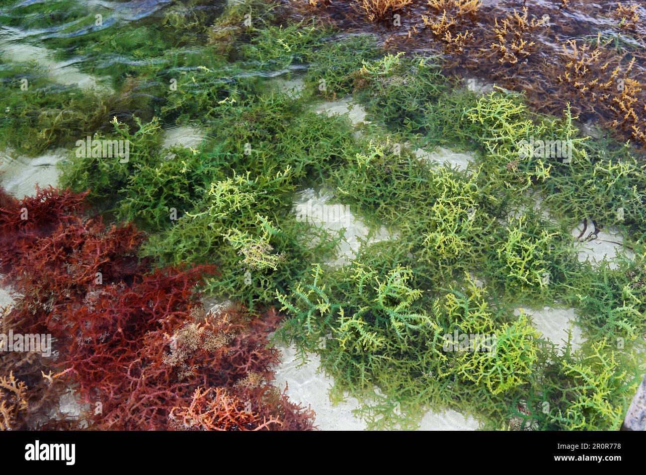 Seaweed farming, breeding farm, Indian Ocean, Zanzibar, Tanzania Stock ...