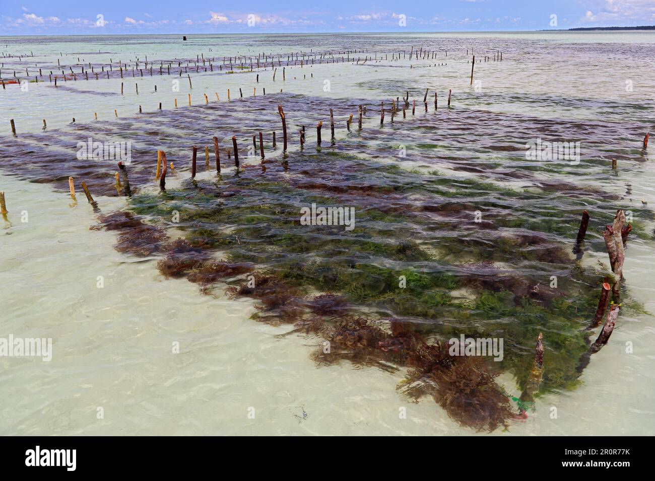 Seaweed farming, breeding farm, Indian Ocean, Zanzibar, Tanzania Stock ...