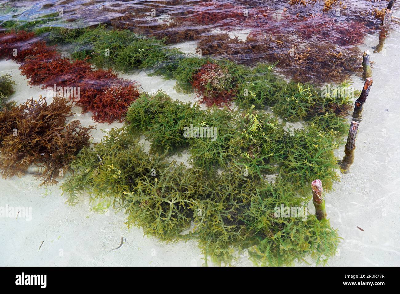 Seaweed farming, breeding farm, Indian Ocean, Zanzibar, Tanzania Stock ...