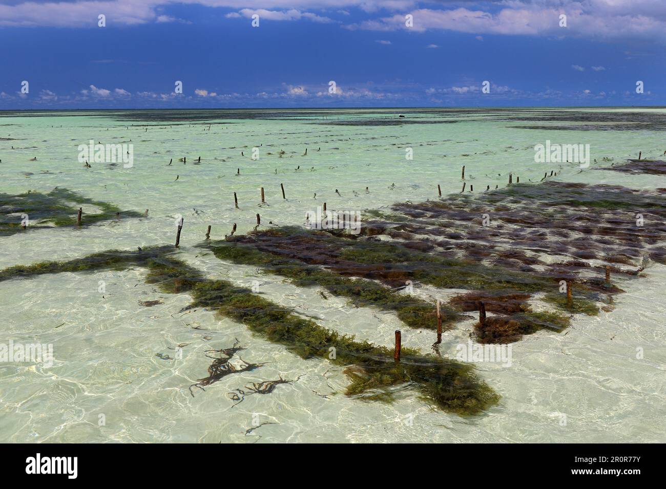 Seaweed farming, breeding farm, Indian Ocean, Zanzibar, Tanzania Stock ...