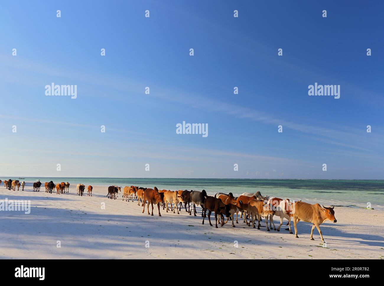 Beach cattle cows zanzibar hi-res stock photography and images - Alamy