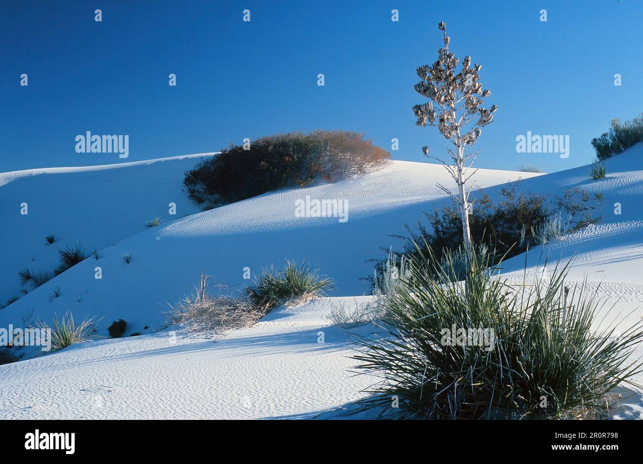 Sand dune shadows with vegetation hi-res stock photography and images ...