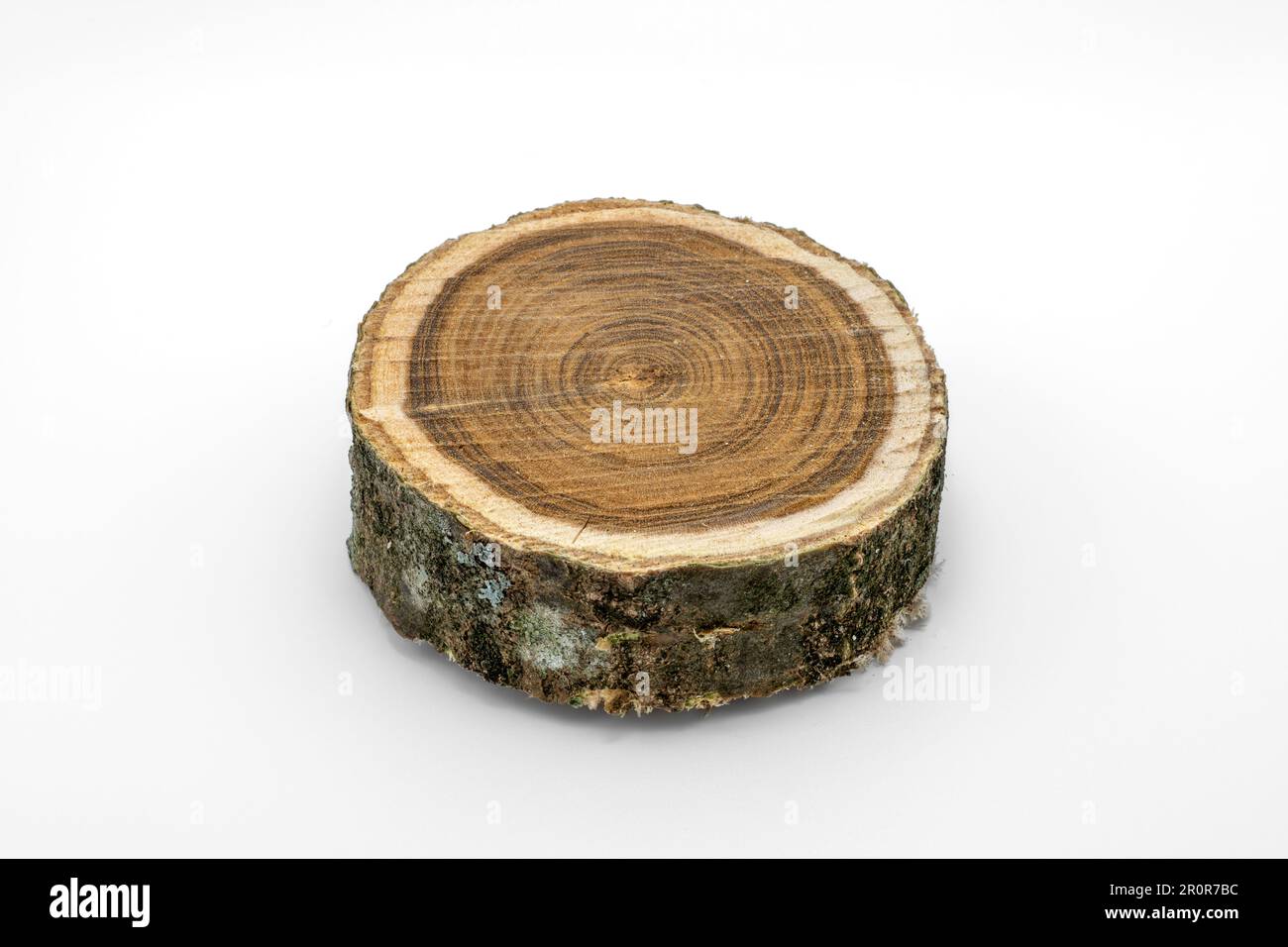 Slice of a tree cut on a white background in a studio. Wood Texture and ...