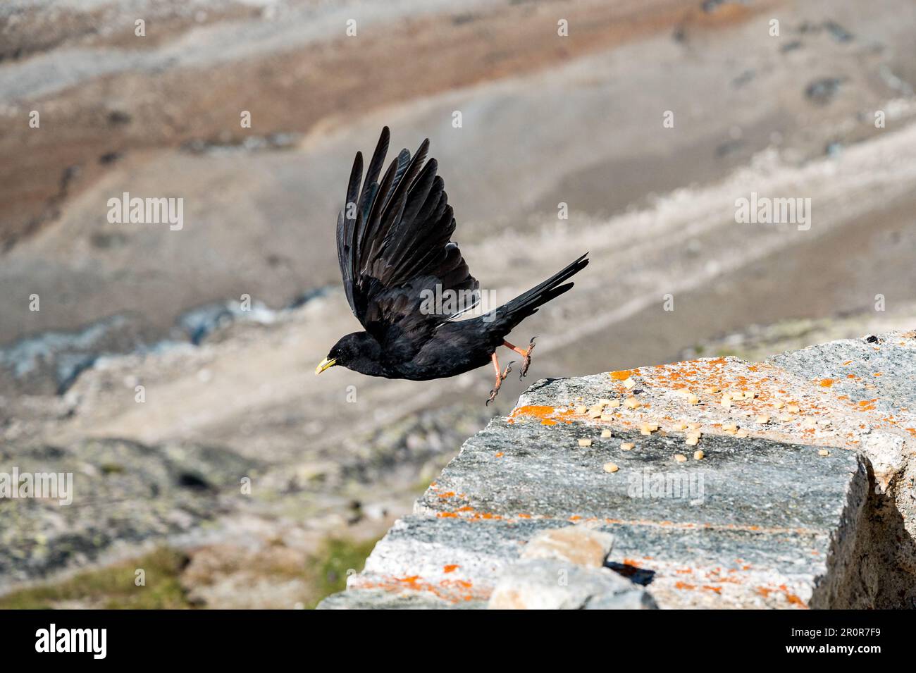 Alpine chough (Pyrrhocorax graculus) starting with open wings Stock ...