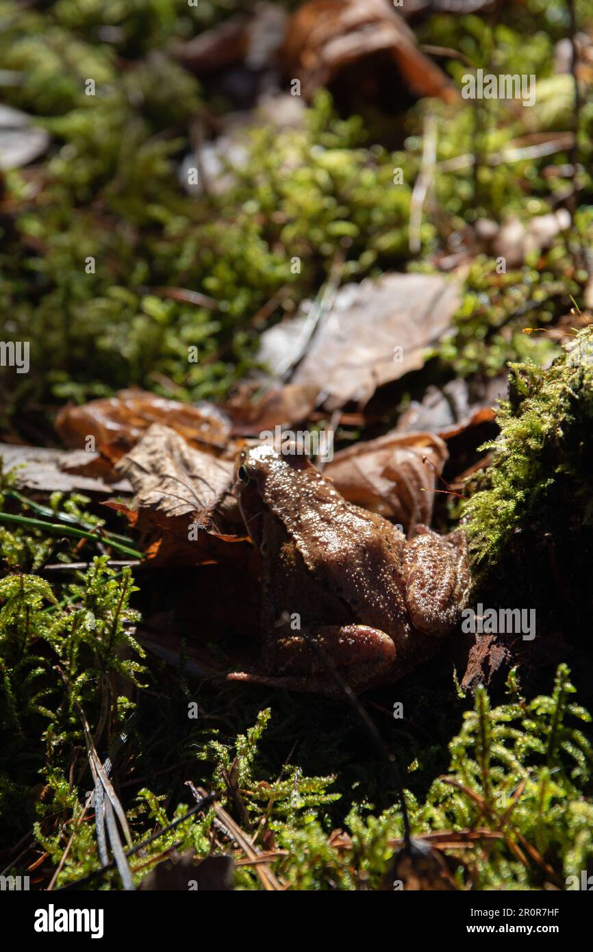 Toad big hi-res stock photography and images - Alamy