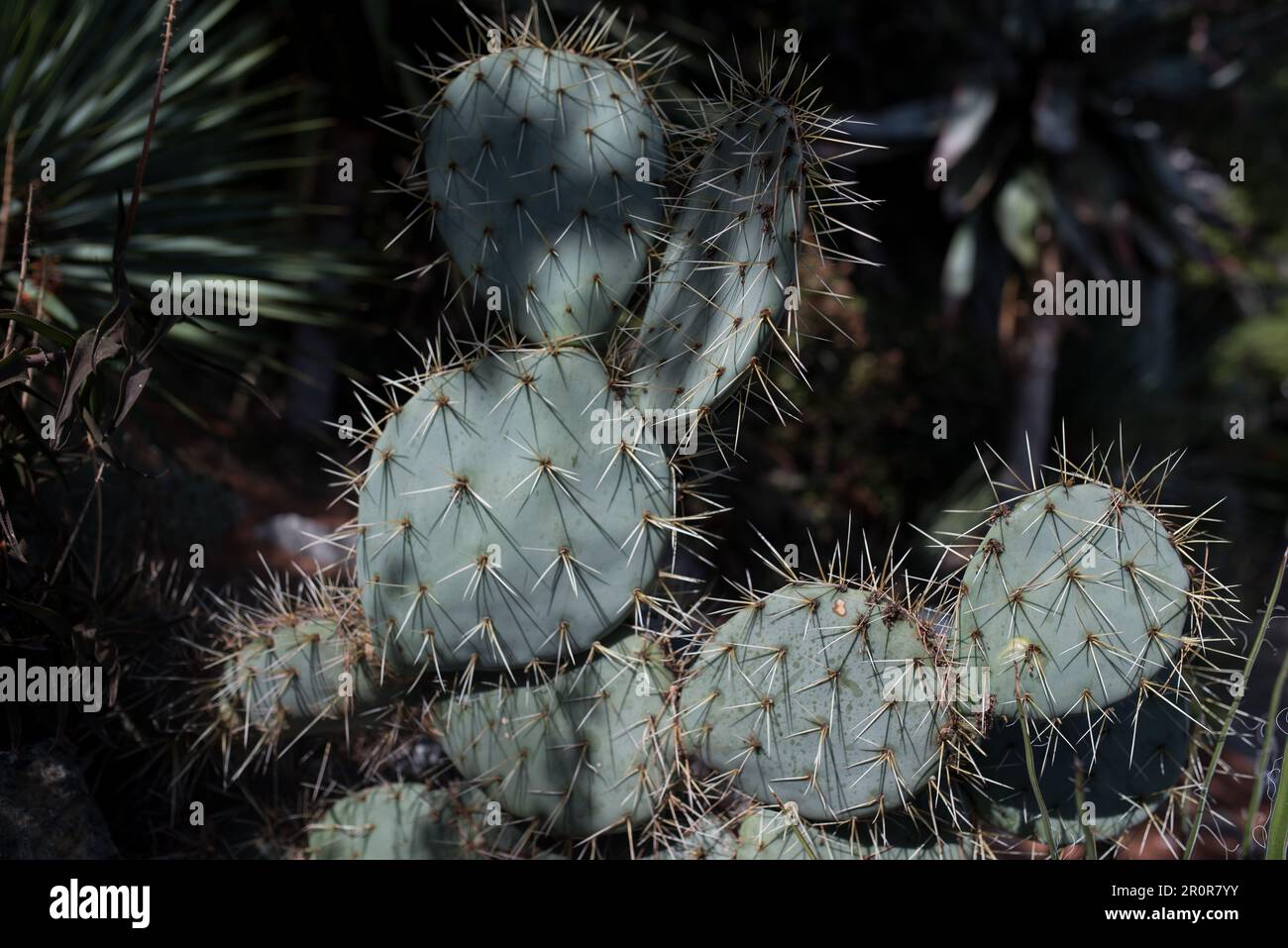Opuntia cactus hi-res stock photography and images - Alamy