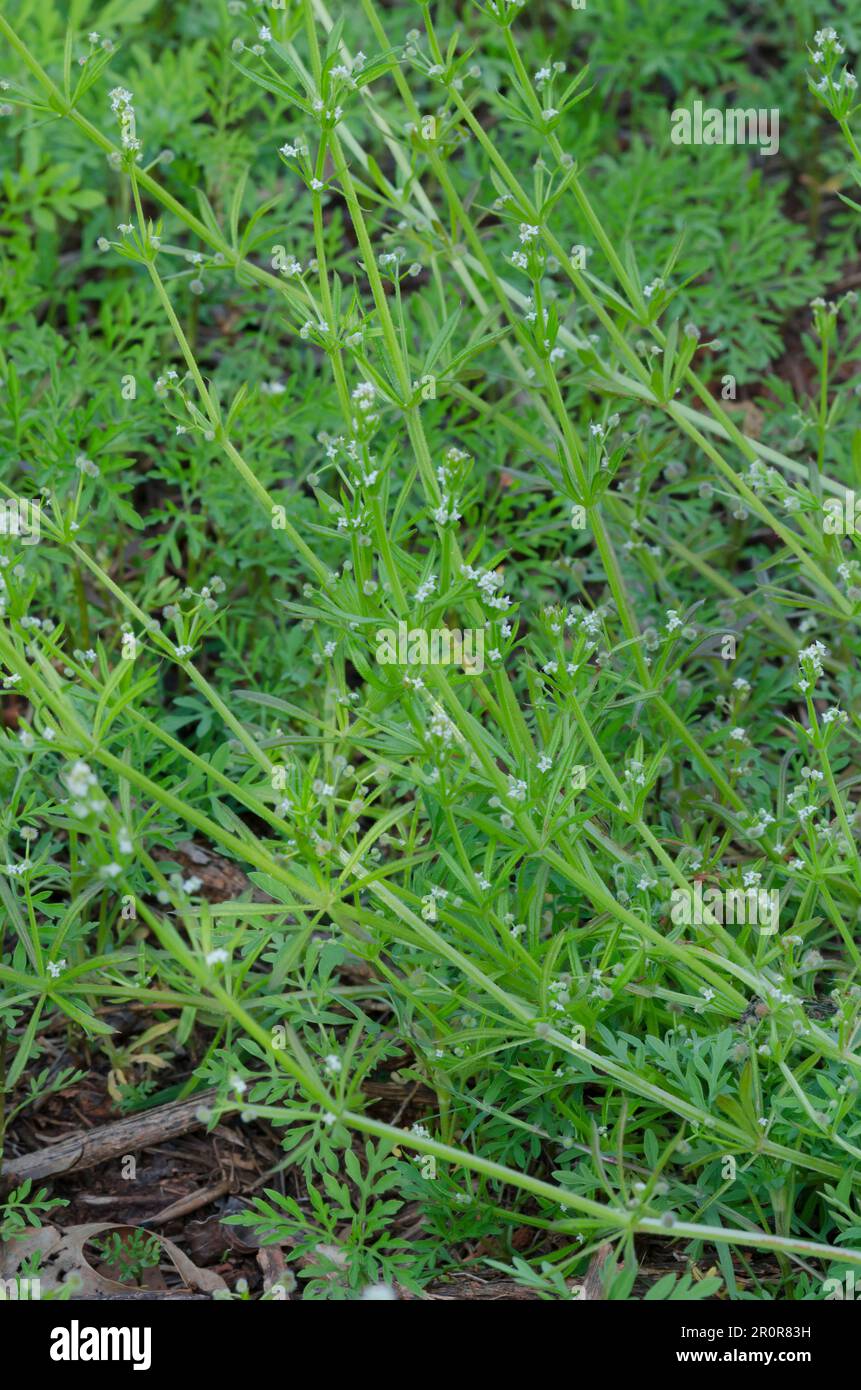 Sticky weed hi-res stock photography and images - Alamy