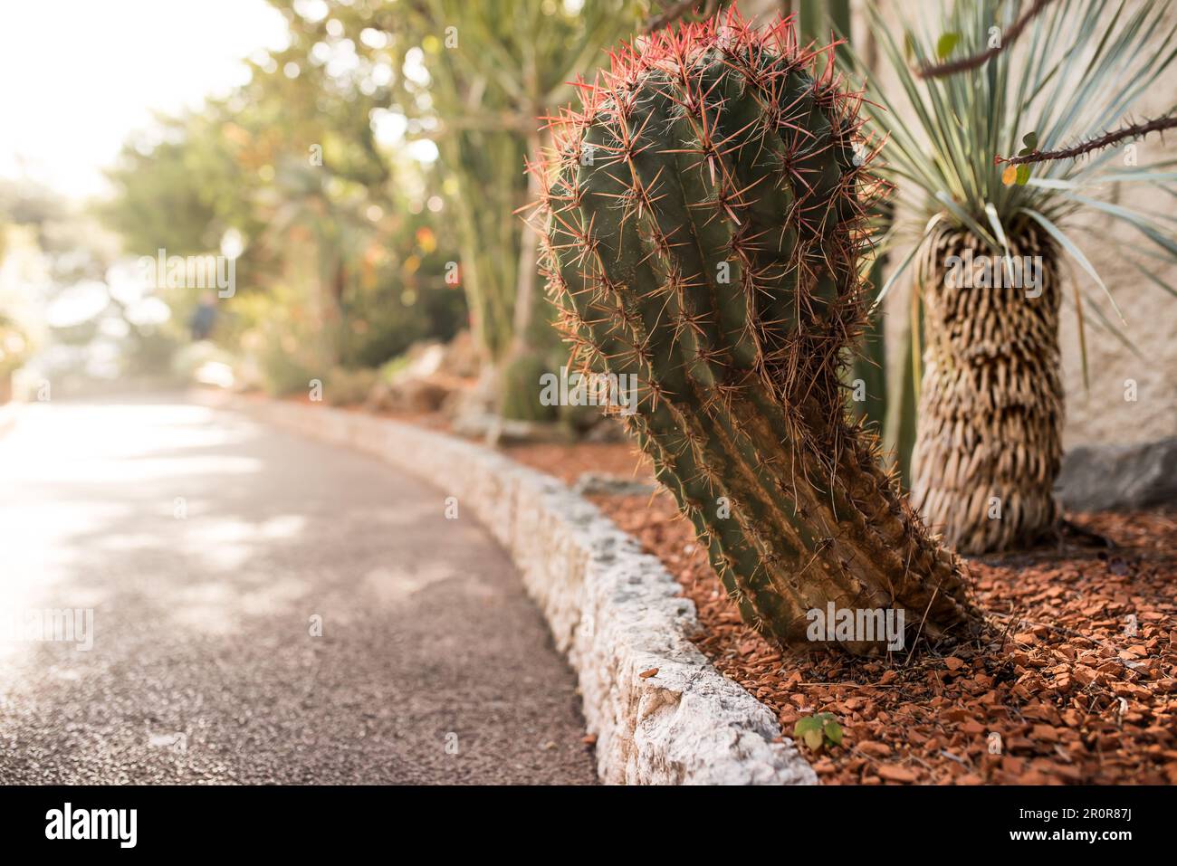 Garden cactus path hi-res stock photography and images - Alamy