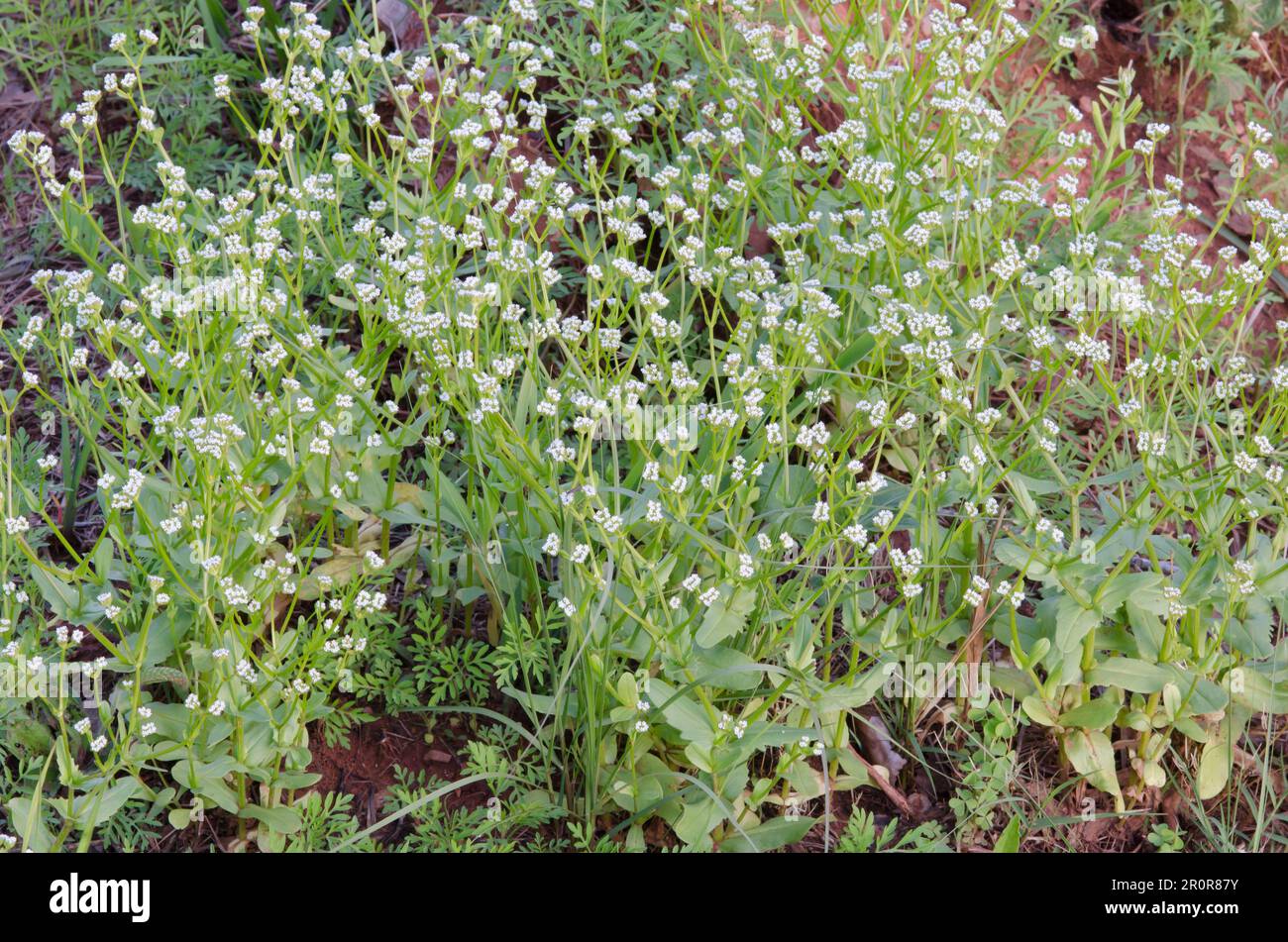 Valerianella radiata hi-res stock photography and images - Alamy