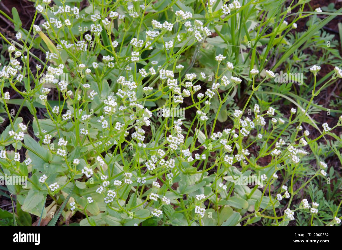 Valerianella radiata hi-res stock photography and images - Alamy