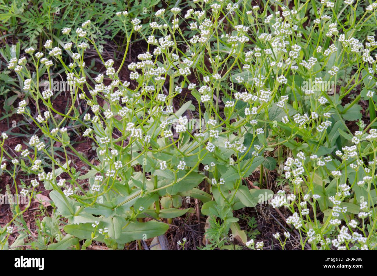 Beaked Cornsalad, Valerianella radiata Stock Photo - Alamy