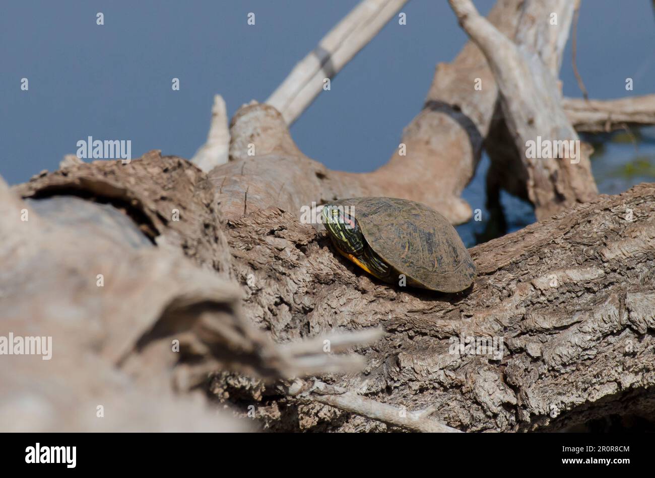 Red-eared slider, Trachemys scripta elegans, basking Stock Photo - Alamy