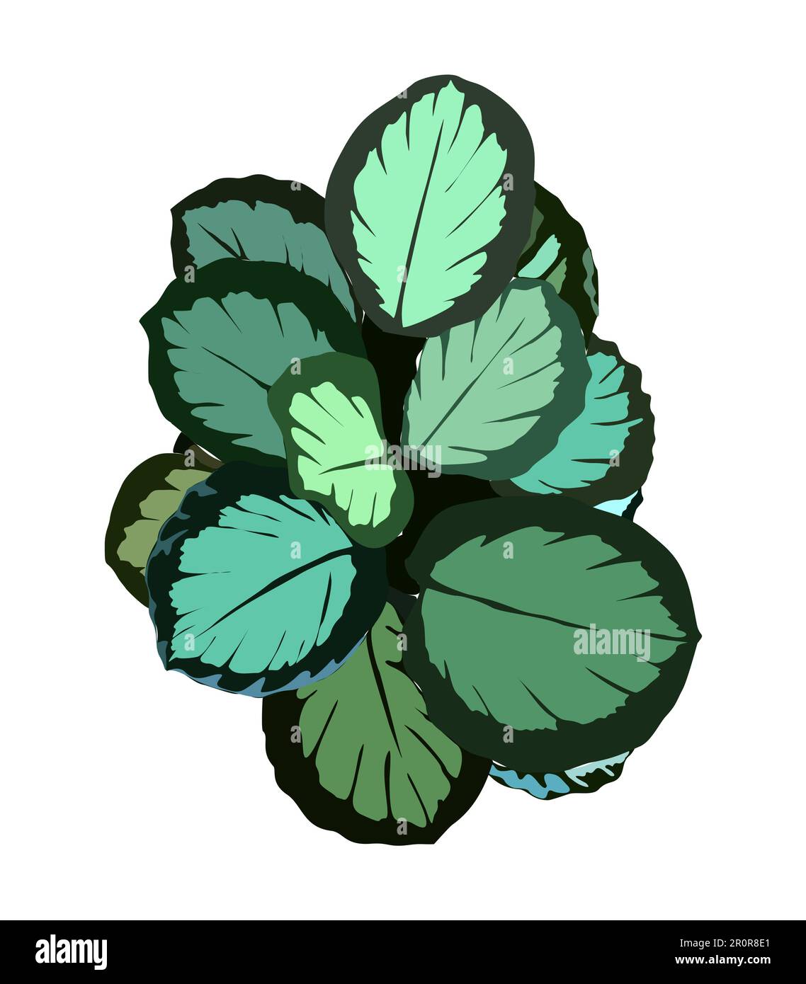 Calathea house plant top view vector isolated Stock Vector Image & Art ...