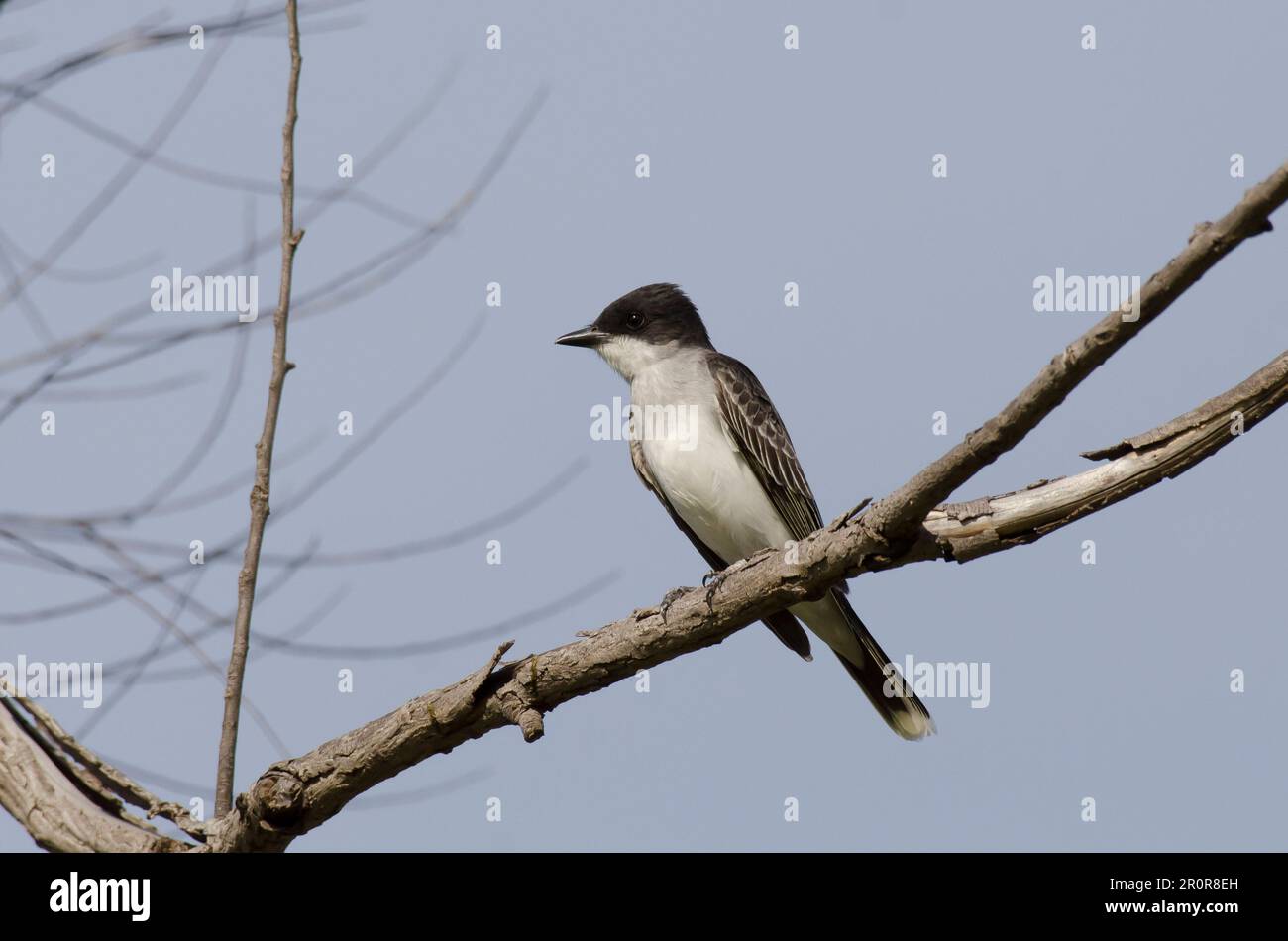 Eastern Kingbird, Tyrannus tyrannus Stock Photo - Alamy