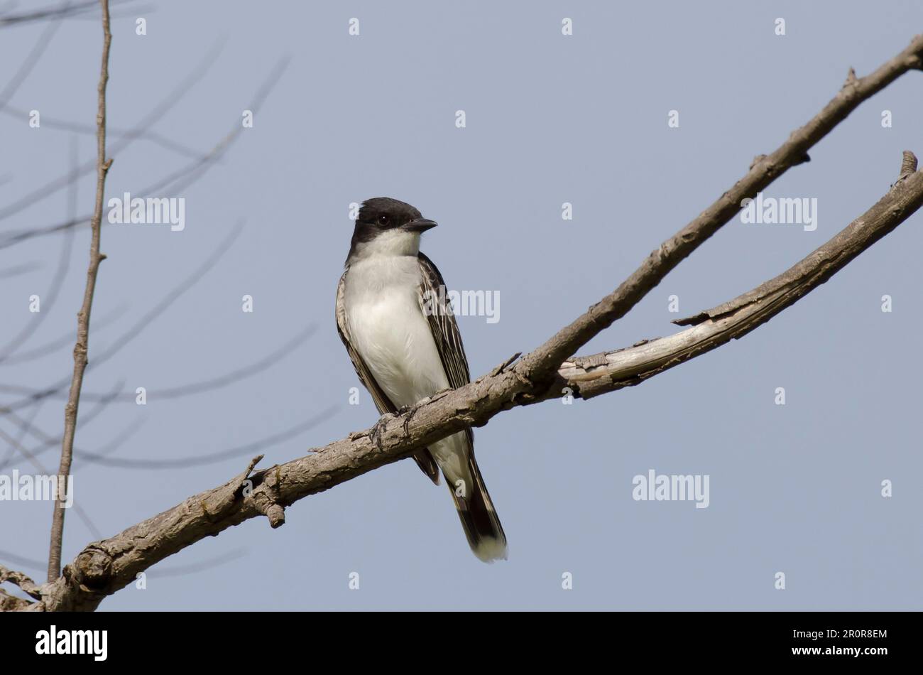 Eastern Kingbird, Tyrannus tyrannus Stock Photo - Alamy
