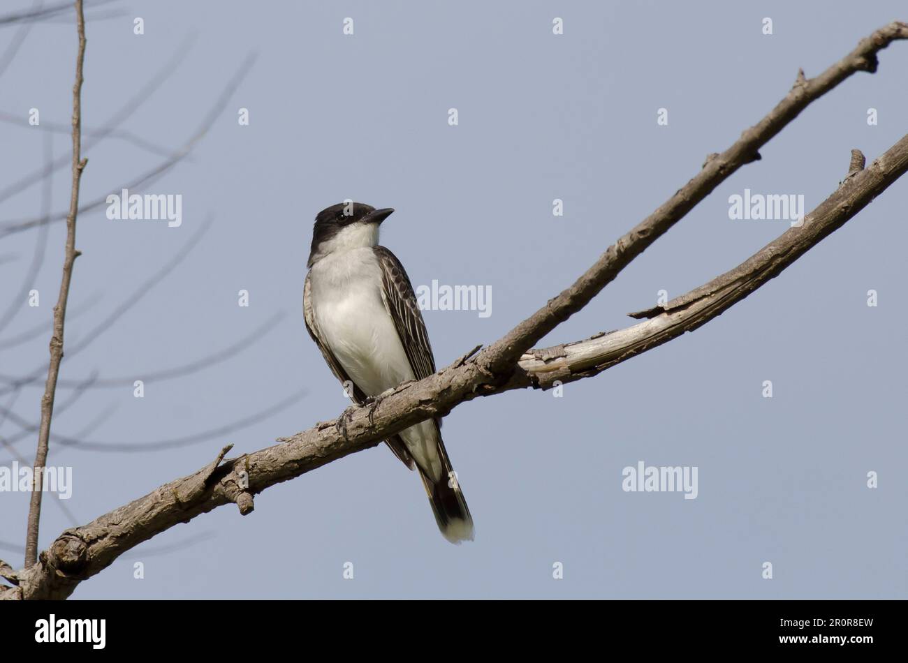 Eastern cross timbers hi-res stock photography and images - Alamy