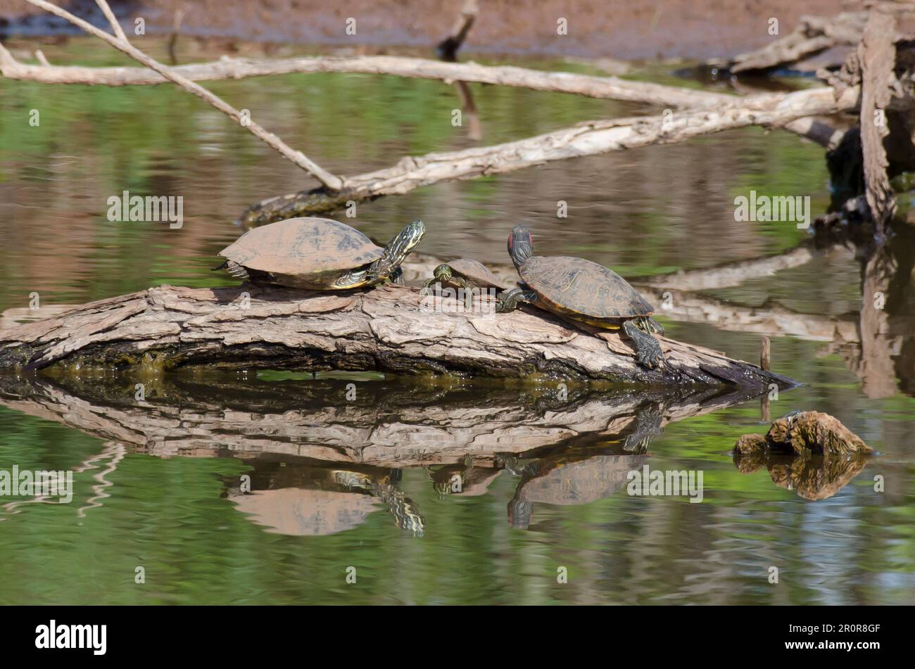 Eastern River Cooter, Pseudemys concinna concinna, and Red-eared slider ...