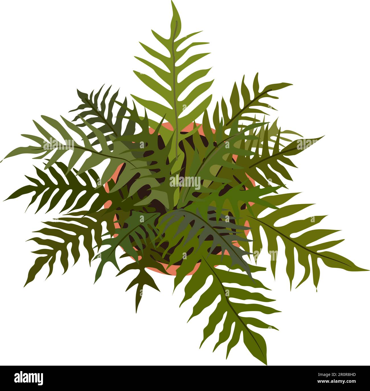Fern palm house plant top view vector isolated Stock Vector Image & Art ...