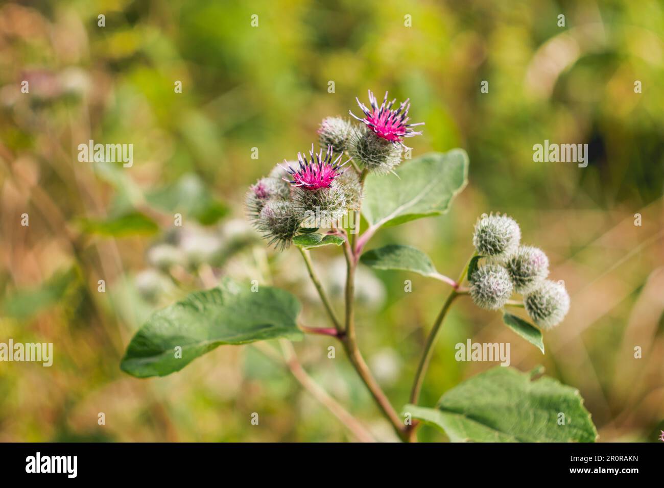 Blooming Arctium lappa or greater burdock, also known as gobo or beggar ...
