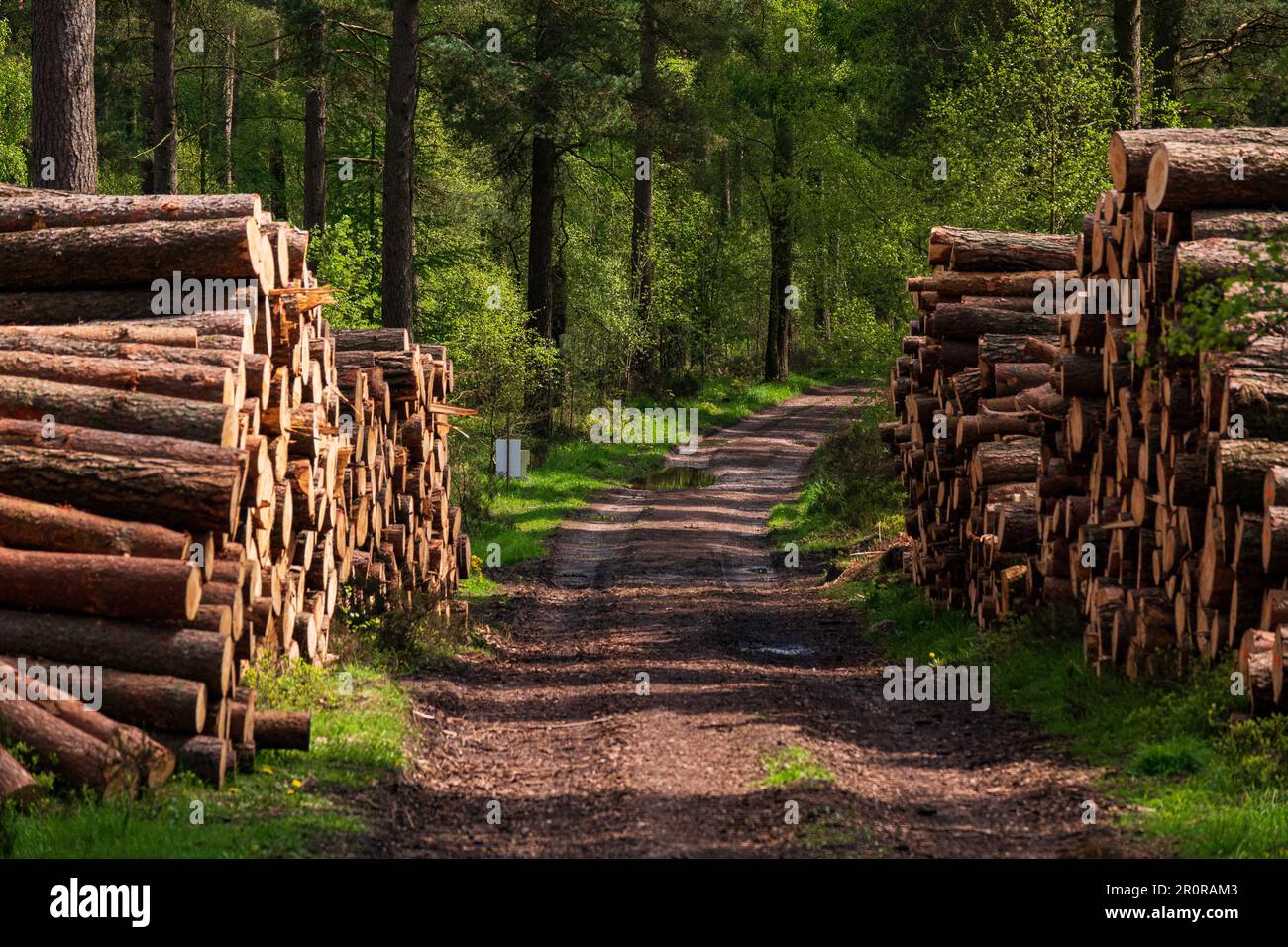 A walk through Beacon wood in Penrith Cumbria With log piles lining the ...