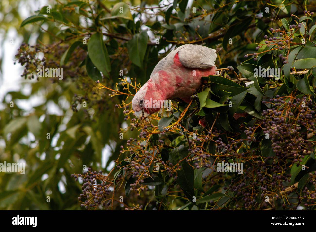 Sydney, New South Wales, Australia. 8th May, 2023. Australian Galah ...