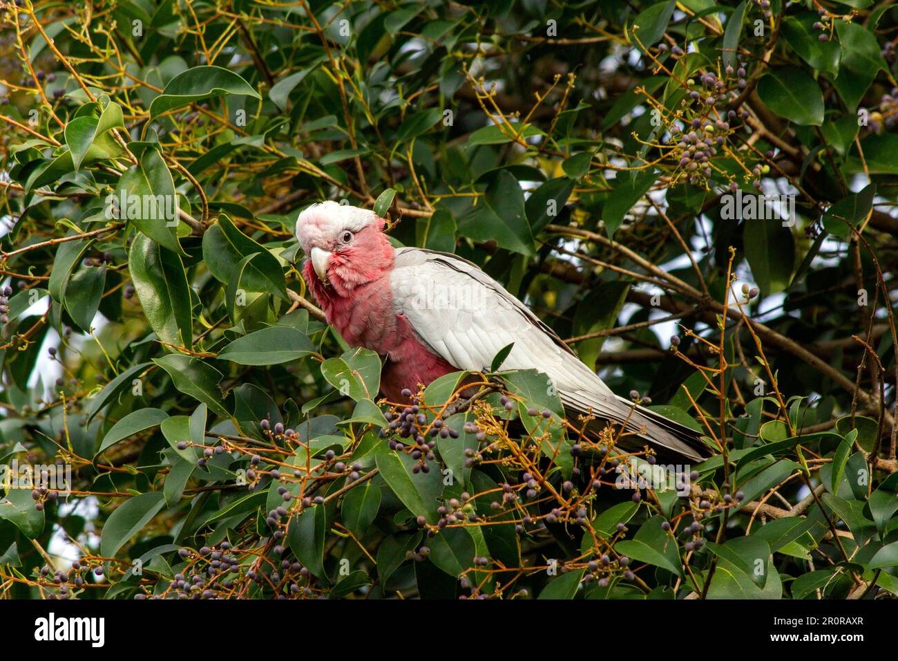 Sydney, New South Wales, Australia. 8th May, 2023. Australian Galah ...