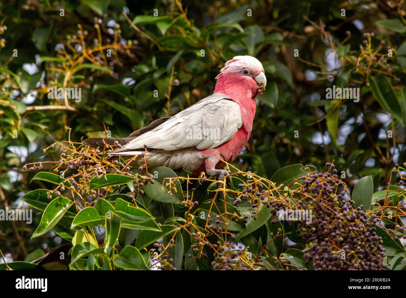 Nesting galah hi-res stock photography and images - Alamy