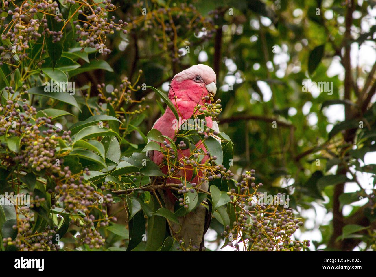 Sydney, New South Wales, Australia. 8th May, 2023. Australian Galah ...