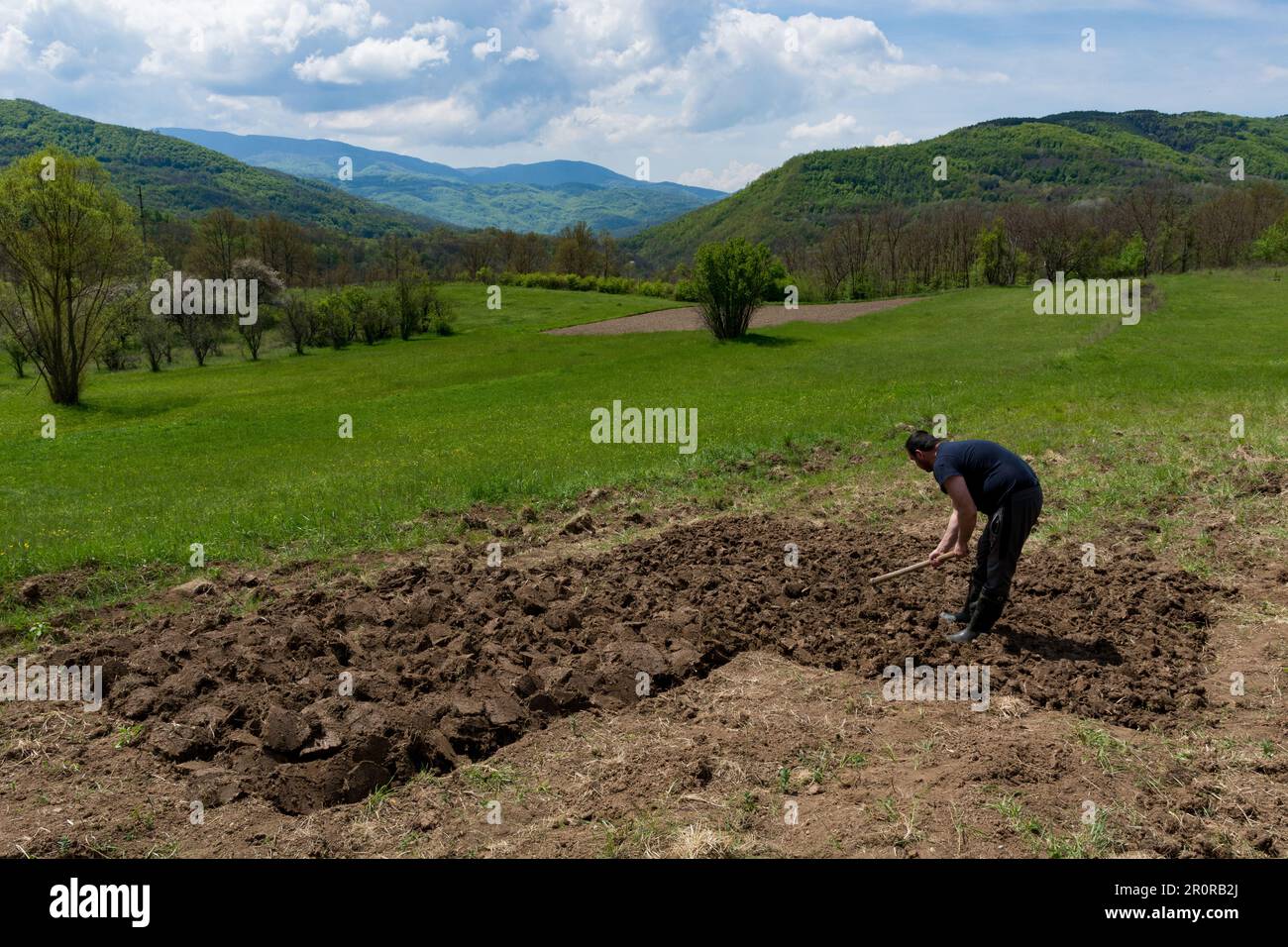A man is breaking up the soil with a hoe to make it loose for planting ...