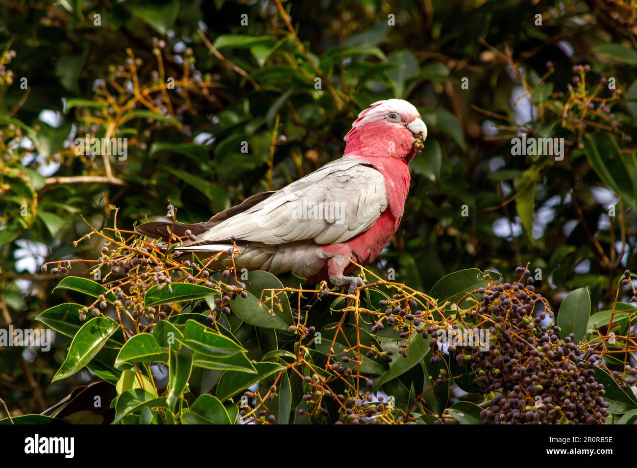 Sydney, New South Wales, Australia. 8th May, 2023. Australian Galah ...
