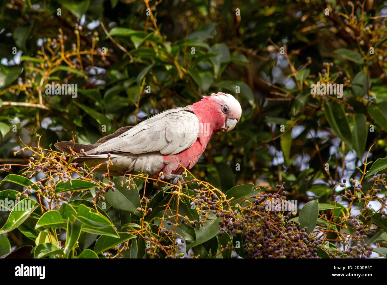 Sydney, New South Wales, Australia. 8th May, 2023. Australian Galah ...