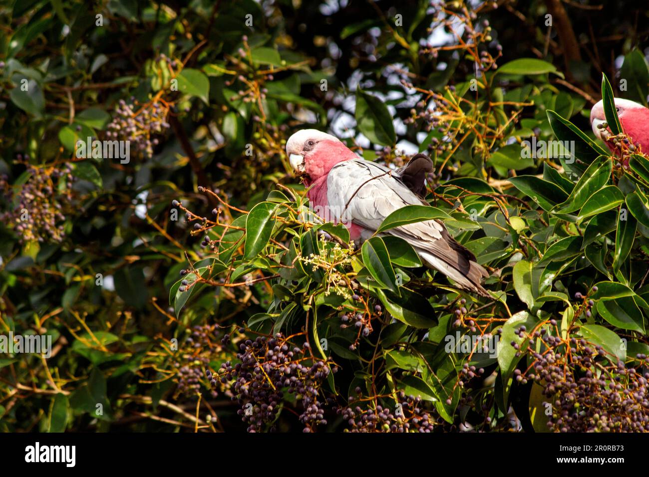 Sydney, New South Wales, Australia. 8th May, 2023. Australian Galah ...