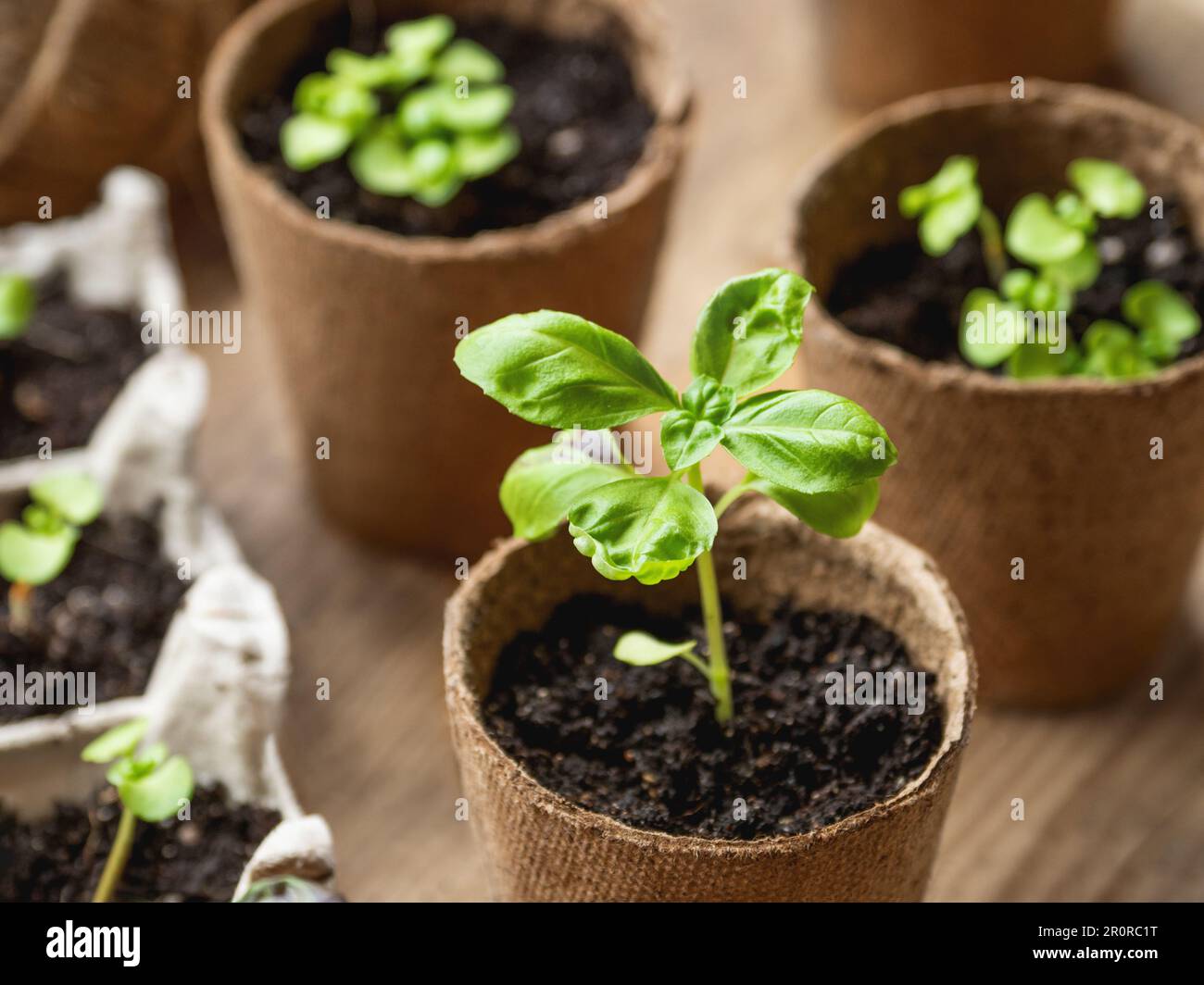 Basil seedlings in biodegradable pots on wooden table. Green plants in ...