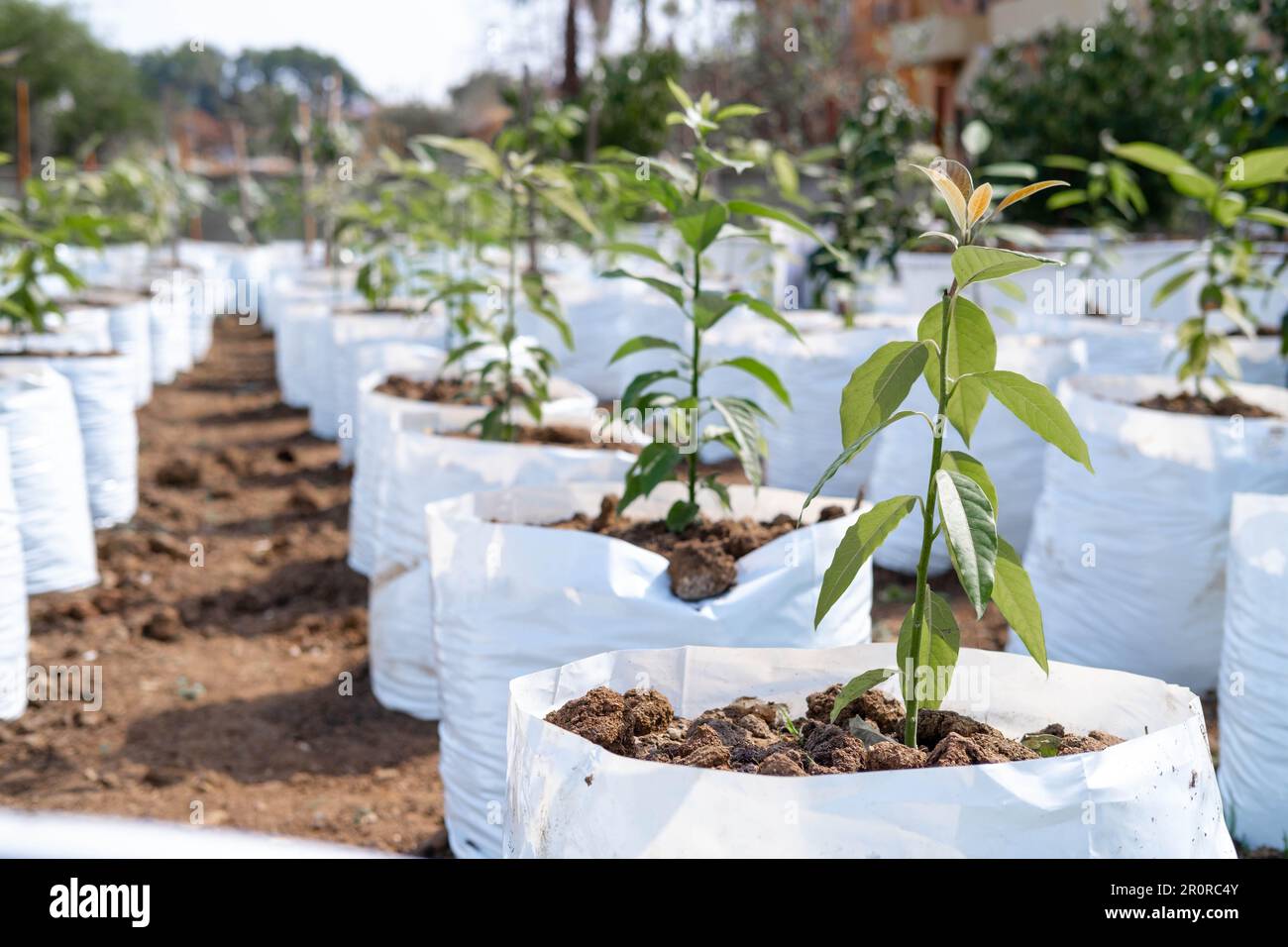 Avocado seedlings in white bags for planting in garden, growing avocado ...