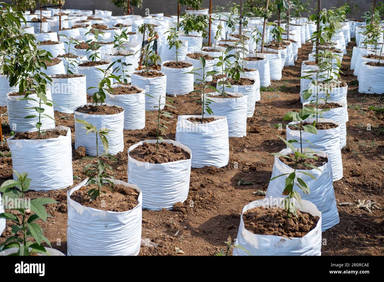 Avocado seedlings in white bags for planting in garden, growing avocado ...