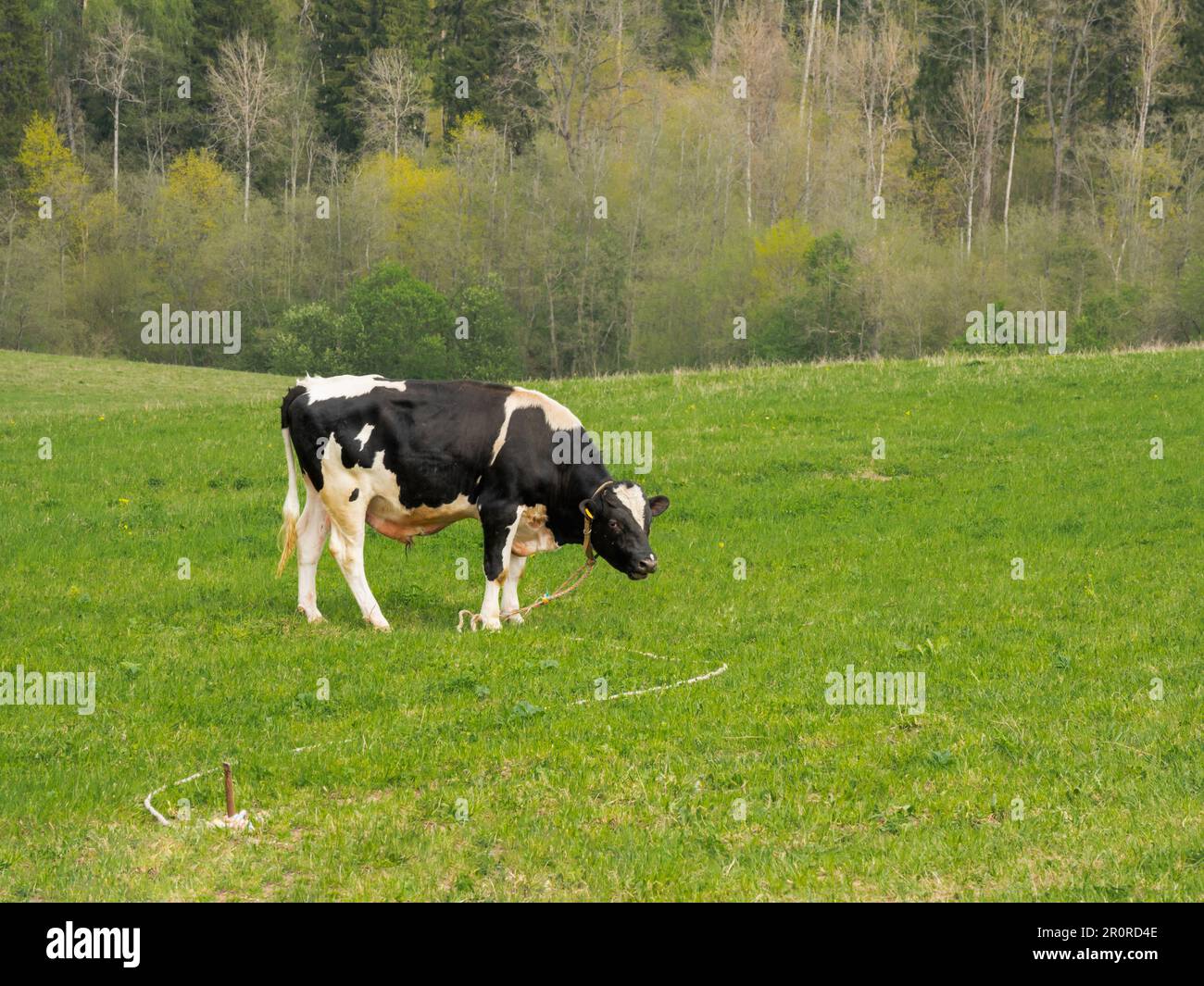 Spotted black and white bull is grazing on meadow with green grass ...