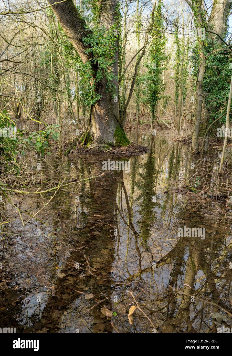 Trees in a flooded parkland in Pishiobury Park, Hertfordshire, near ...