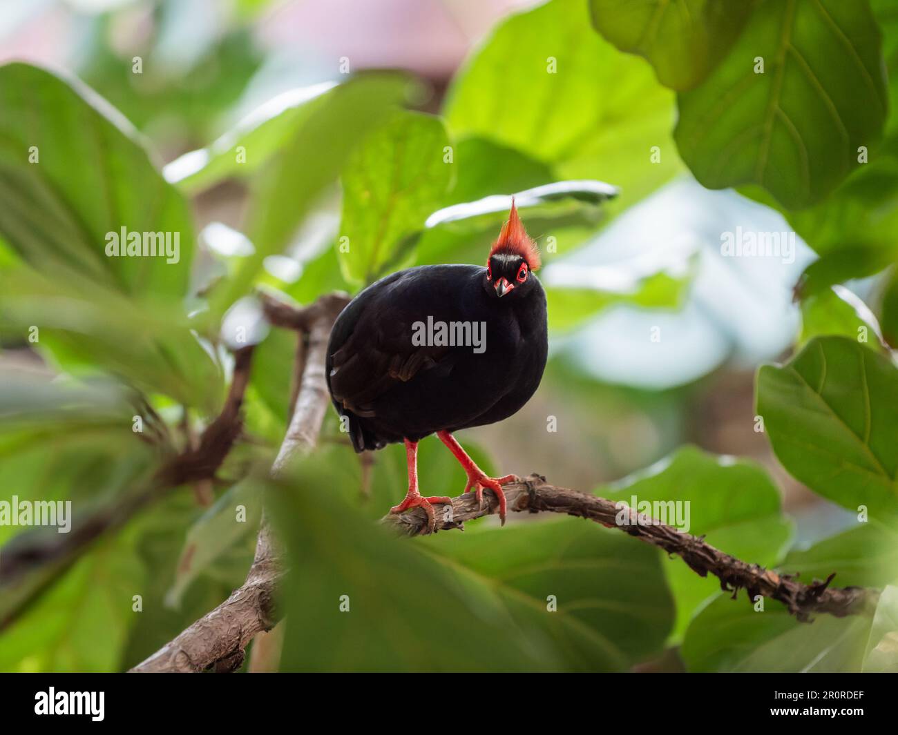 Full-length portrait of Crested partridge or Rollulus rouloul. Bird ...